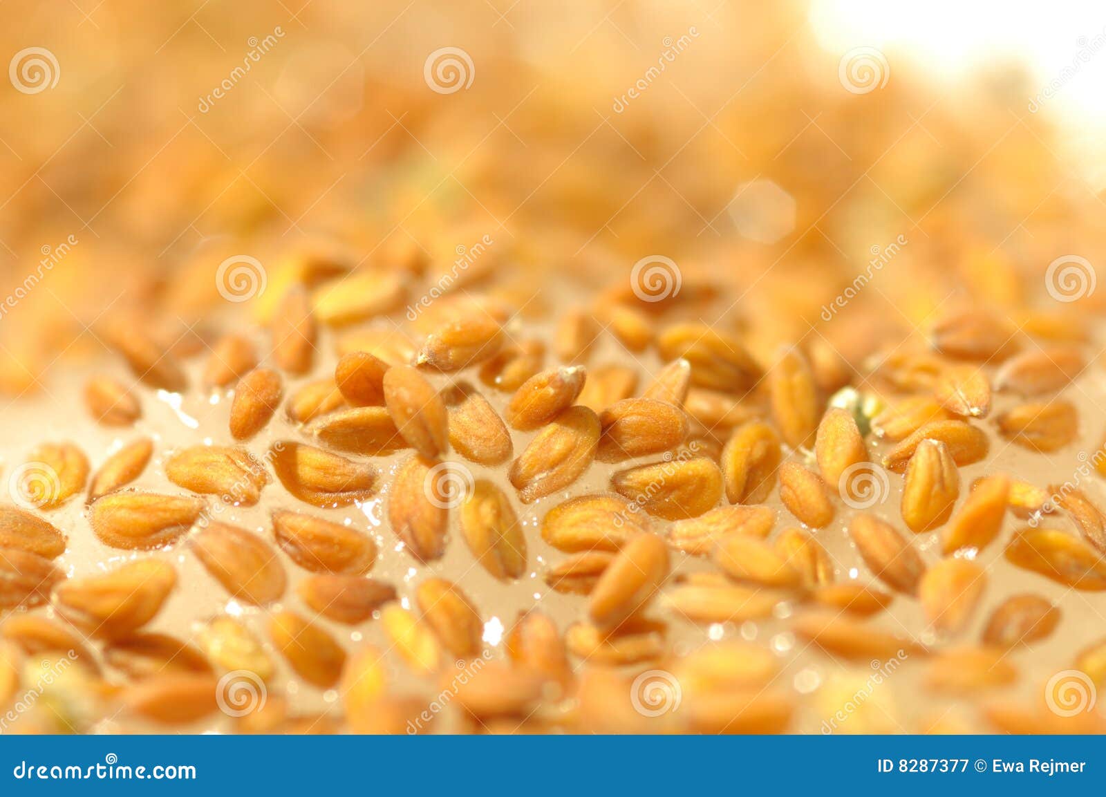 Cress seeds stock image. Image of watercress, crop, growth - 8287377