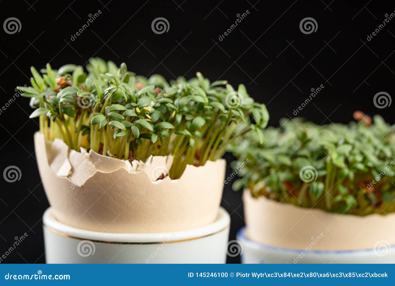 Cress in a Shell from an Egg. Fresh Sprouts for a Festive Easter Table ...