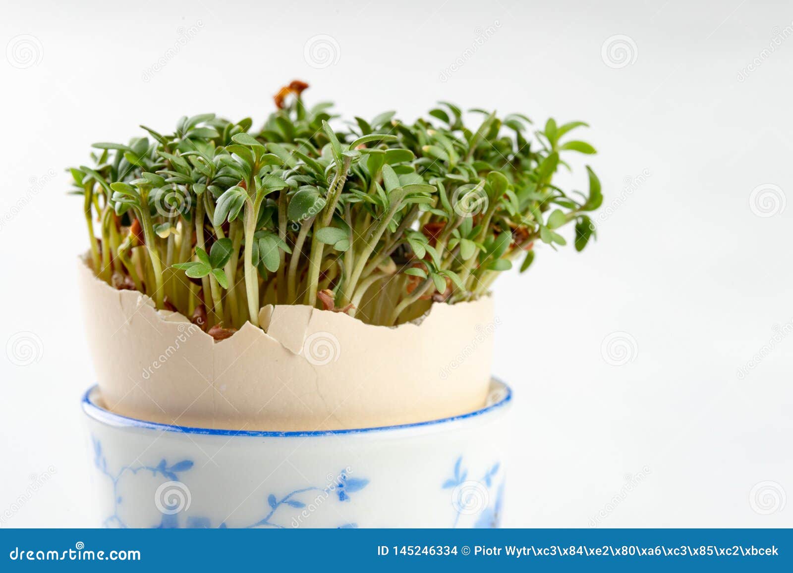 Cress in a Shell from an Egg. Fresh Sprouts for a Festive Easter Table ...