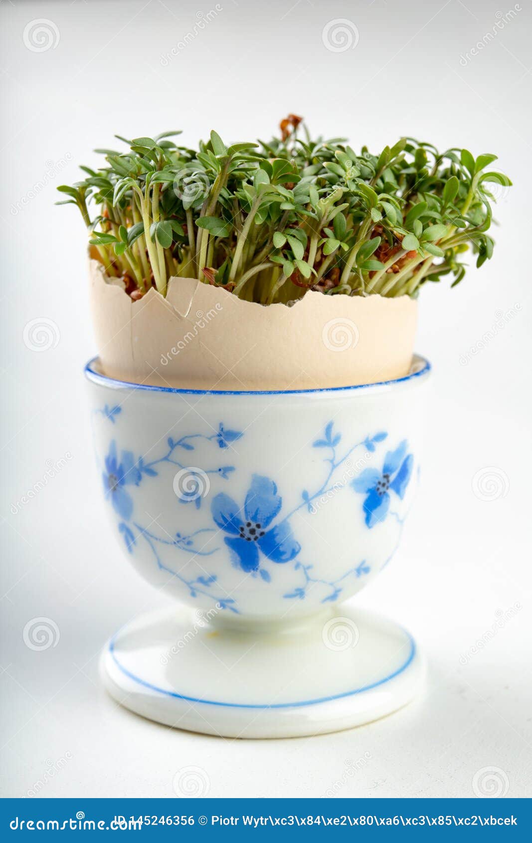 Cress in a Shell from an Egg. Fresh Sprouts for a Festive Easter Table ...