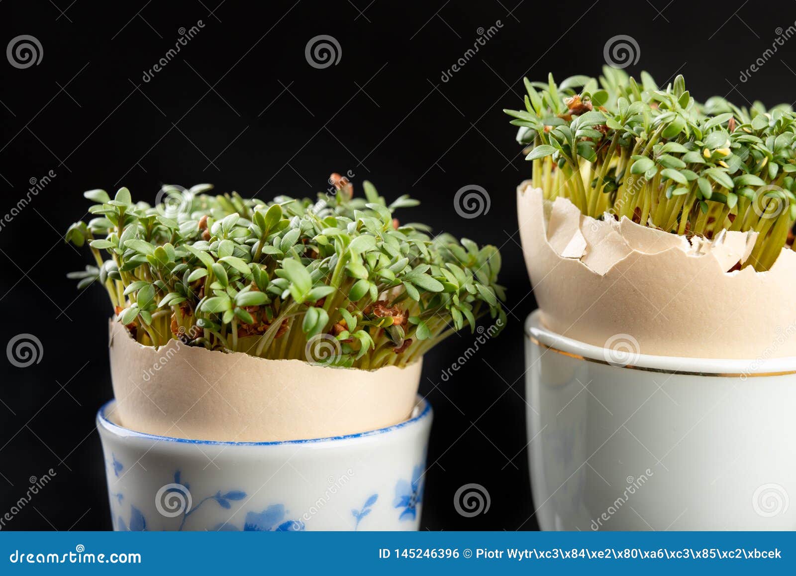 Cress in a Shell from an Egg. Fresh Sprouts for a Festive Easter Table ...