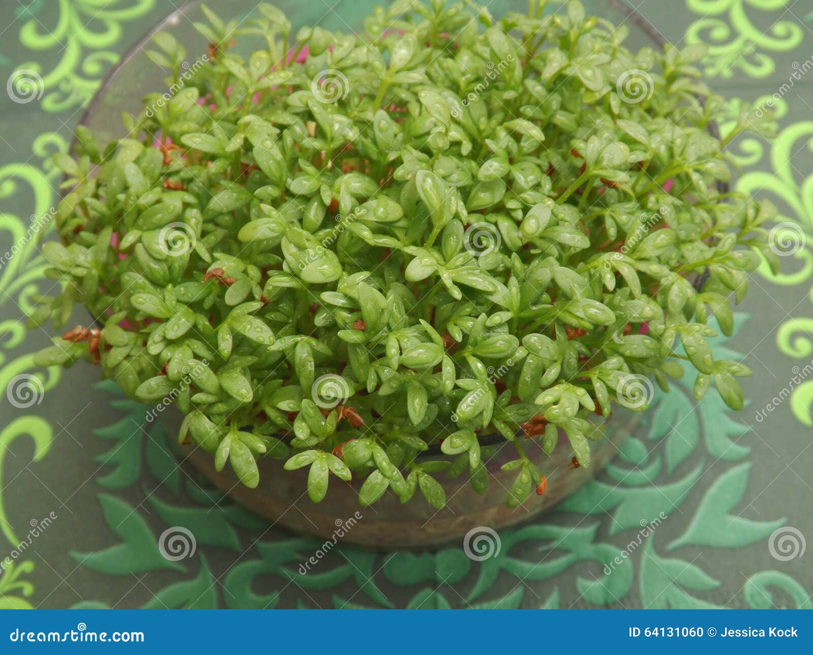 Cress stock photo. Image of food, growing, grass, groundcover - 64131060
