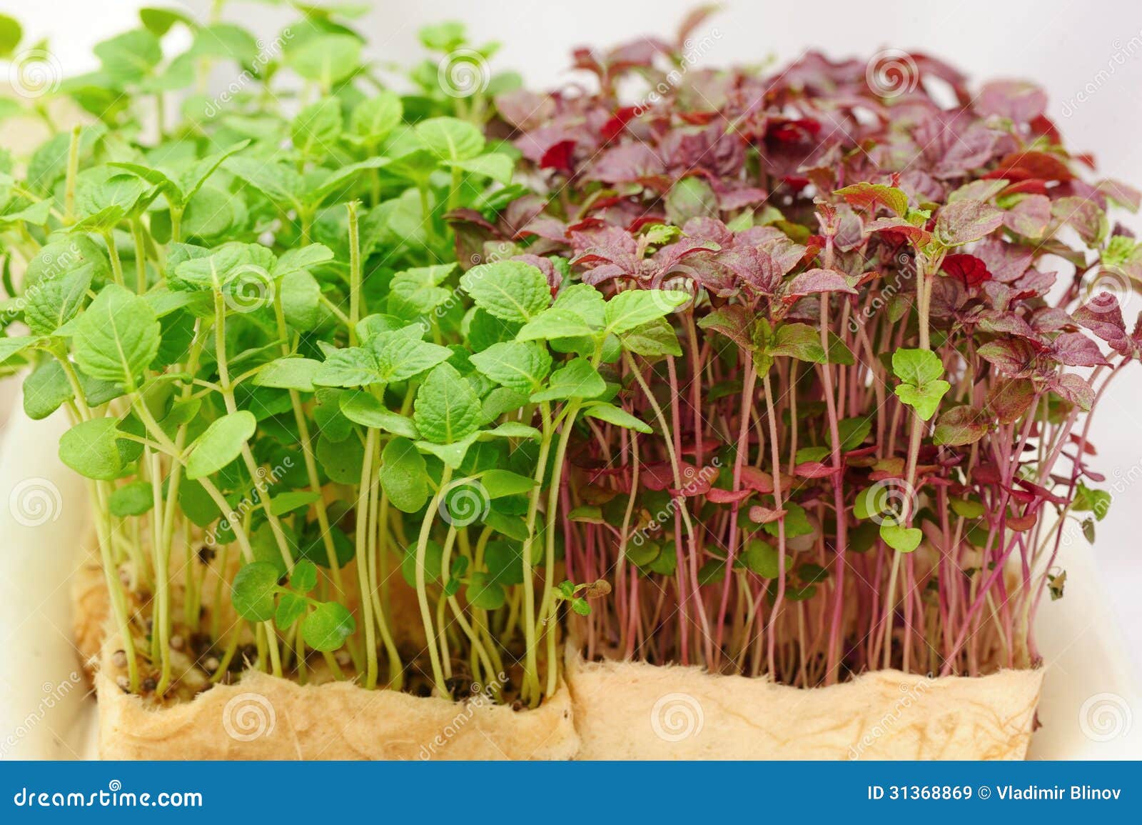 Cress stock image. Image of burgundy, variety, vegetables - 31368869