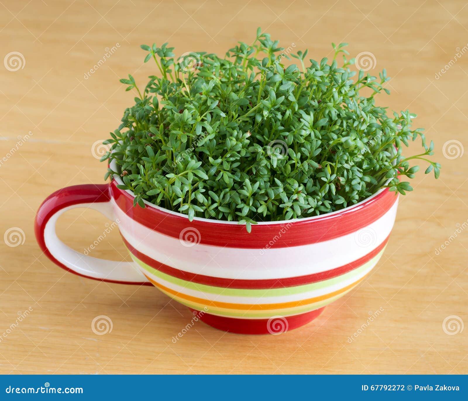 Cress or watercress stock photo. Image of green, spring - 67792272