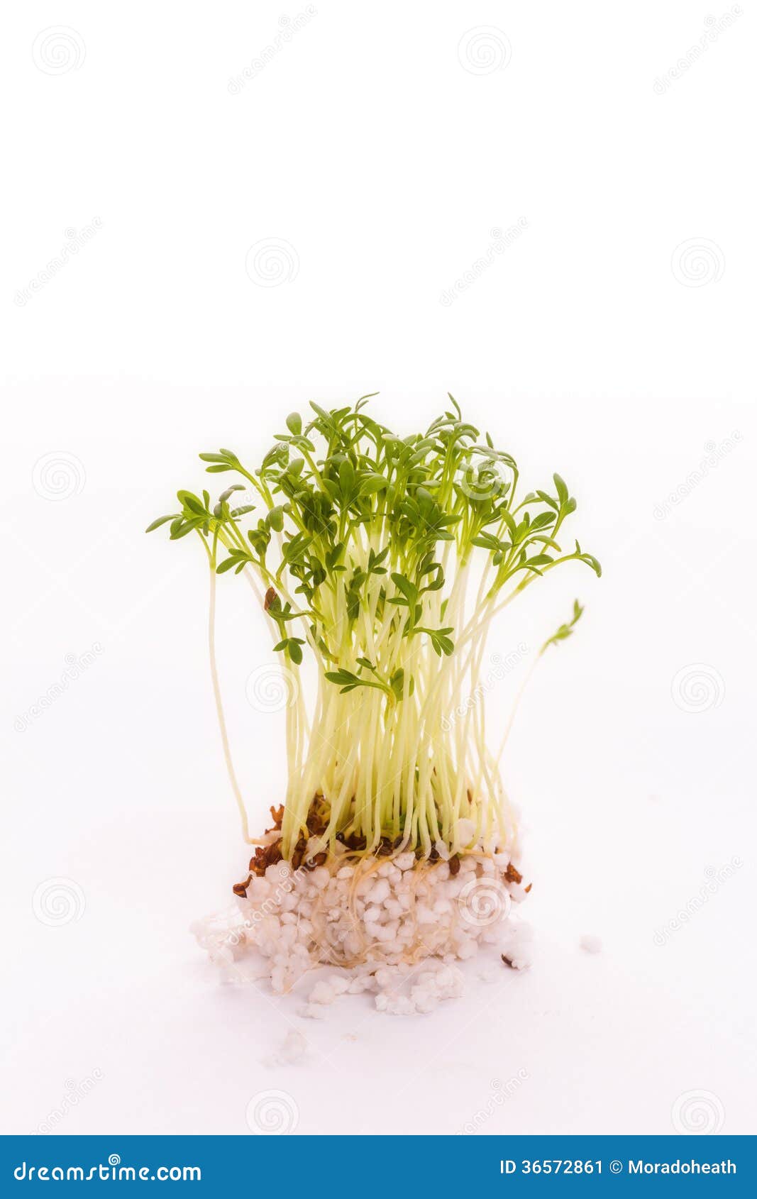 Cress stock image. Image of vase, plant, herb, cress - 36572861
