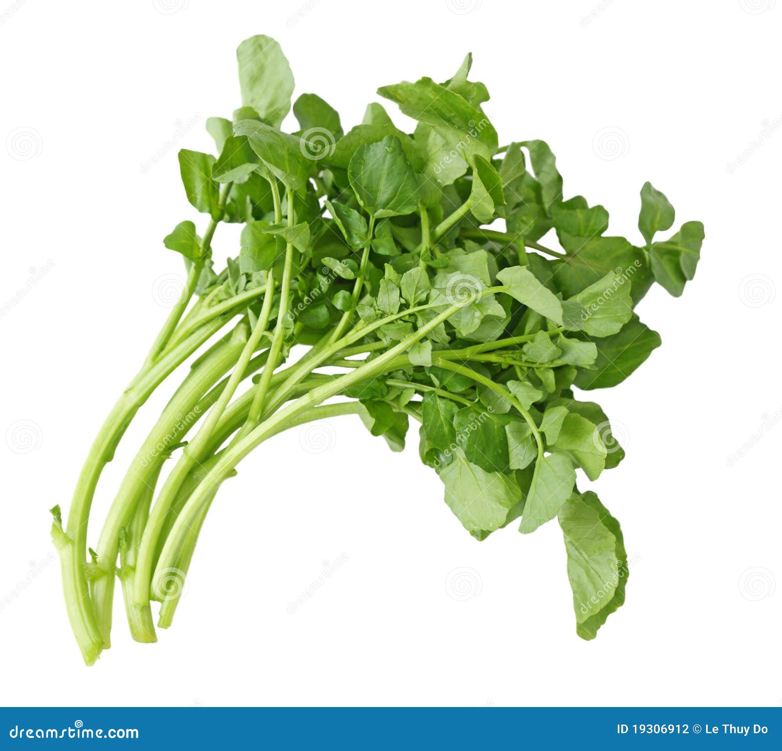 Cresson photo stock. Image du herbes, salade, details - 19306912
