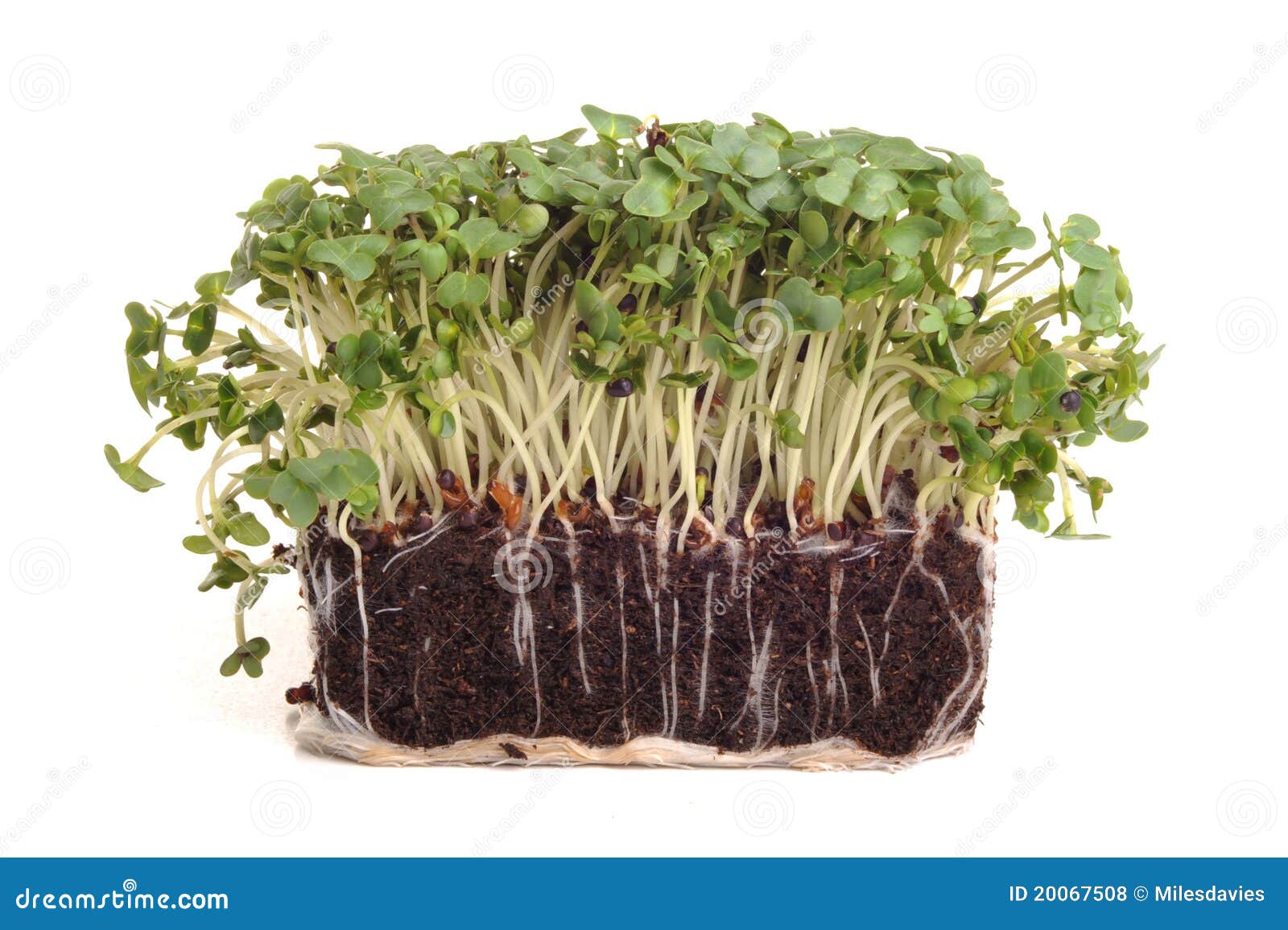 Cresson photo stock. Image du salade, isolement, bille - 20067508