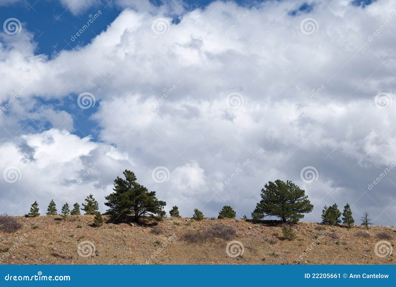 Crest of a Ridge with Pines Stock Image - Image of breeze, hill: 22205661