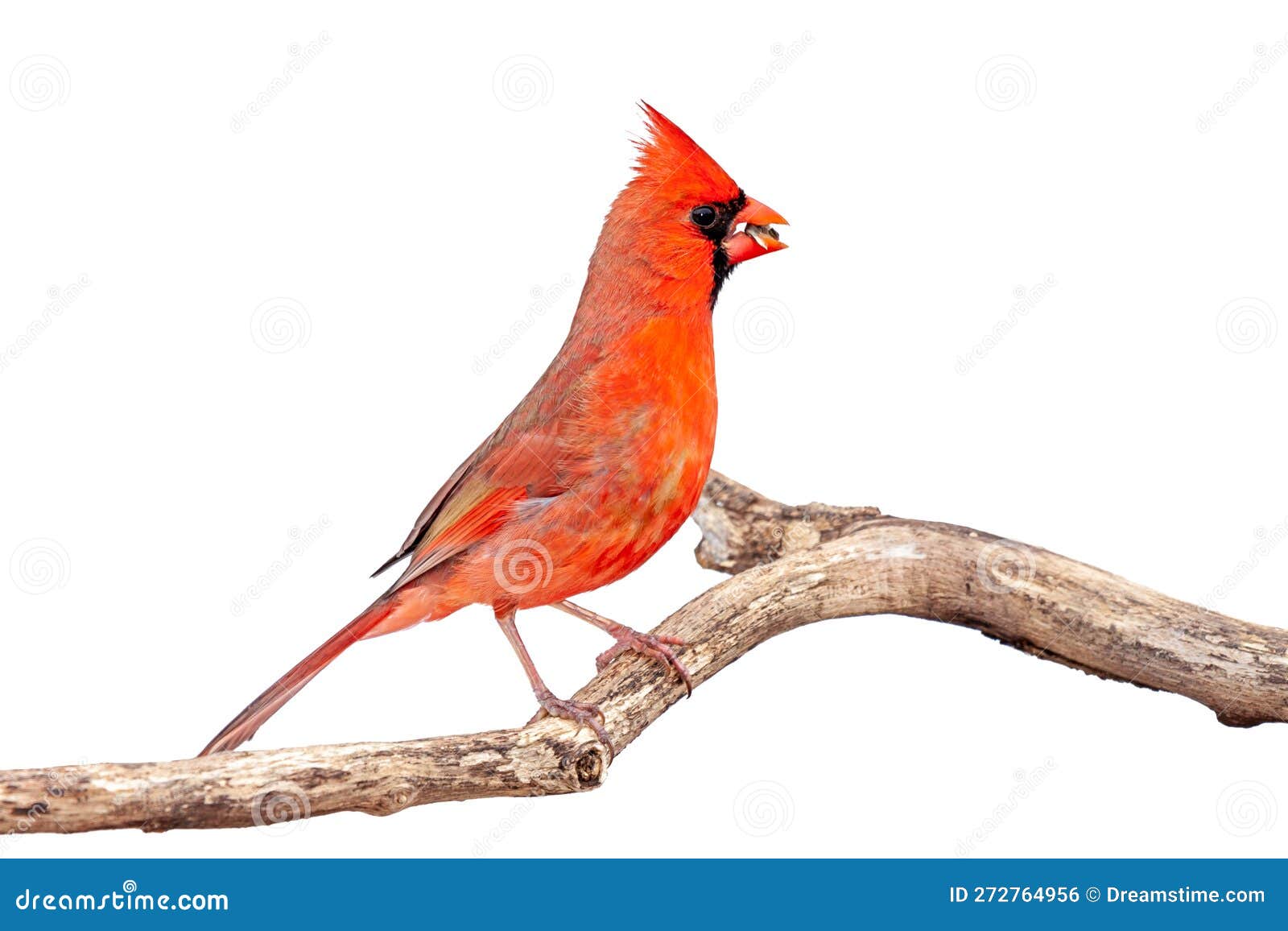 Crest Up a Cardinal Eats a Sunflower Seed Stock Photo - Image of fauna ...