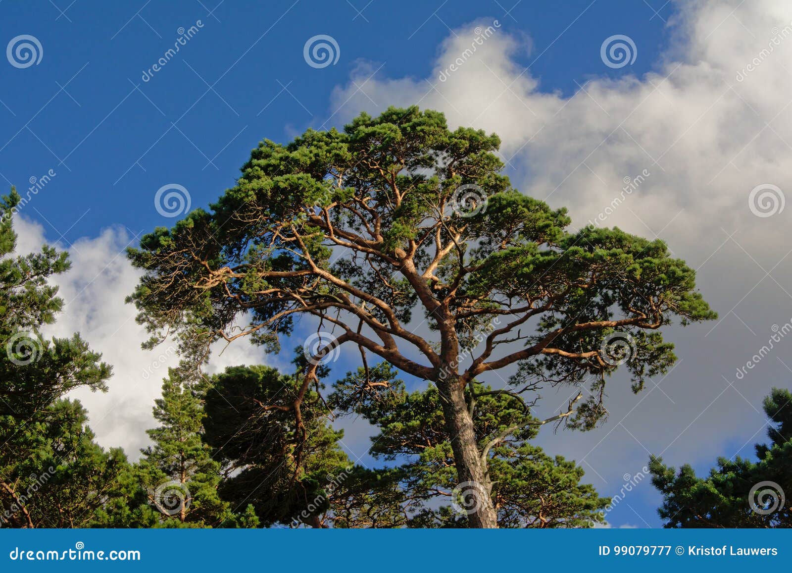 Cresta del árbol de pino imagen de archivo. Imagen de maderas - 99079777