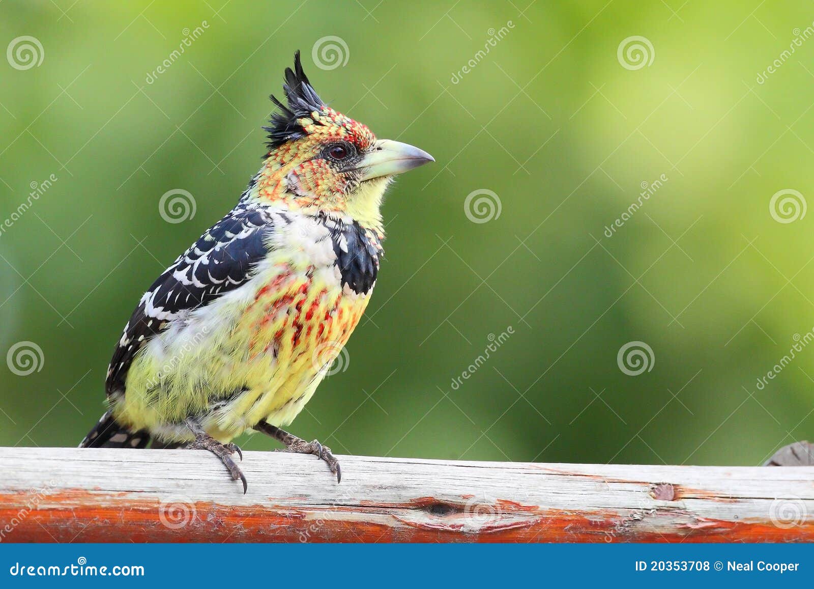 Crested Barbet Stock Image | CartoonDealer.com #16511209