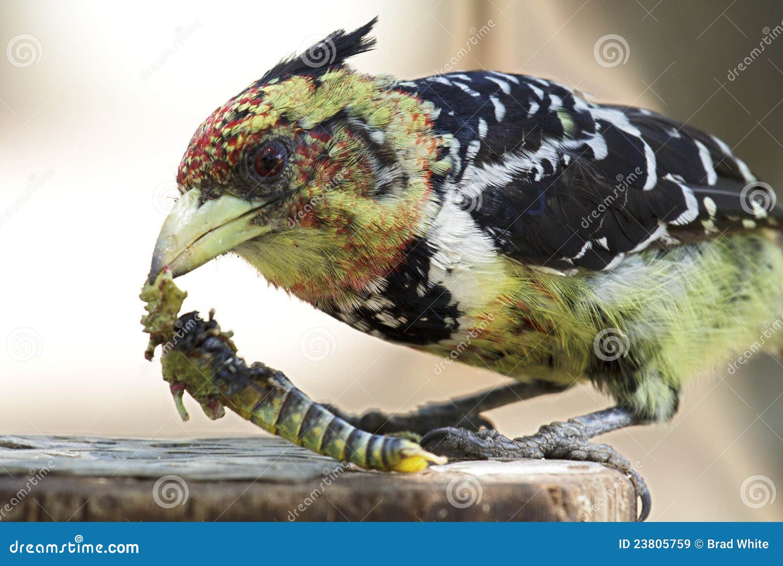 Crested Barbet Eating Locust Stock Image - Image of feed, africa: 23805759