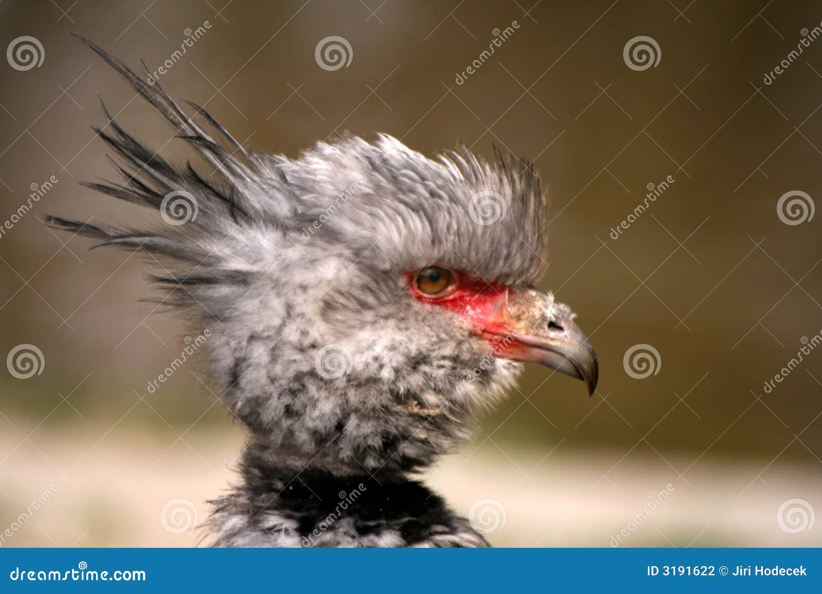 Crested Bird Chauna Torquata Stock Photo - Image of torquata, ostrava ...