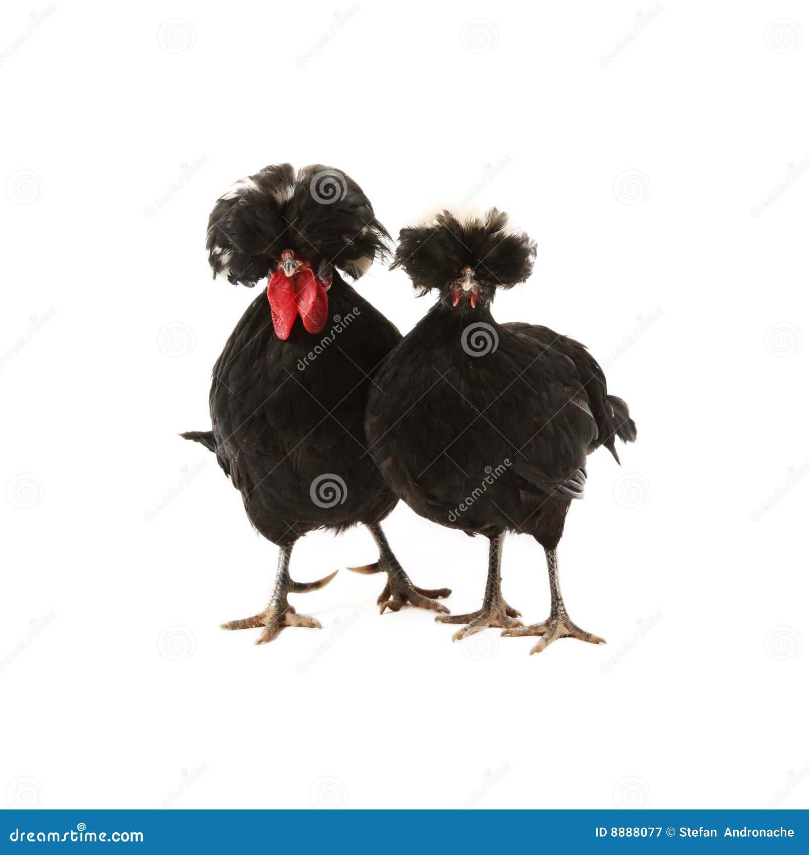 Crested Black Dutch Rooster Stock Image - Image of domesticated ...