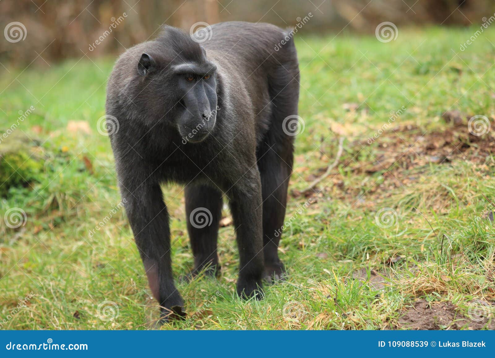Crested black macaque stock image. Image of niger, nigra - 109088539