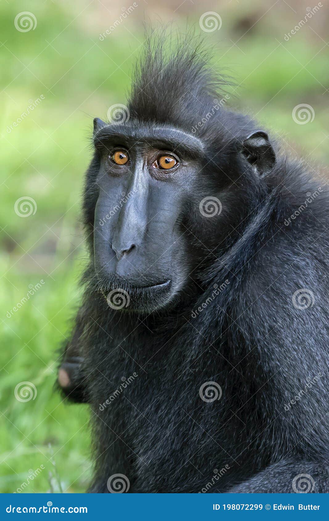 Crested Black Macaque Macaca Nigra Stock Image - Image of flora, mammal ...