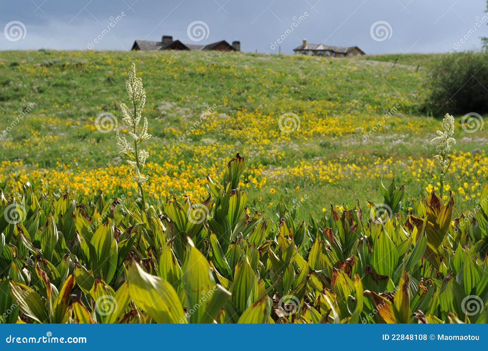 Crested Butte Wildflower Hill Stock Photo - Image of spring, beauty ...