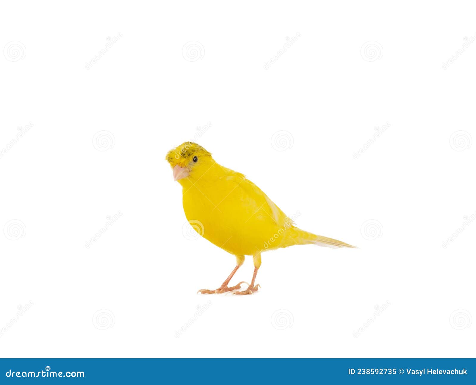 Crested Canary Isolated on White Stock Image - Image of passerine ...