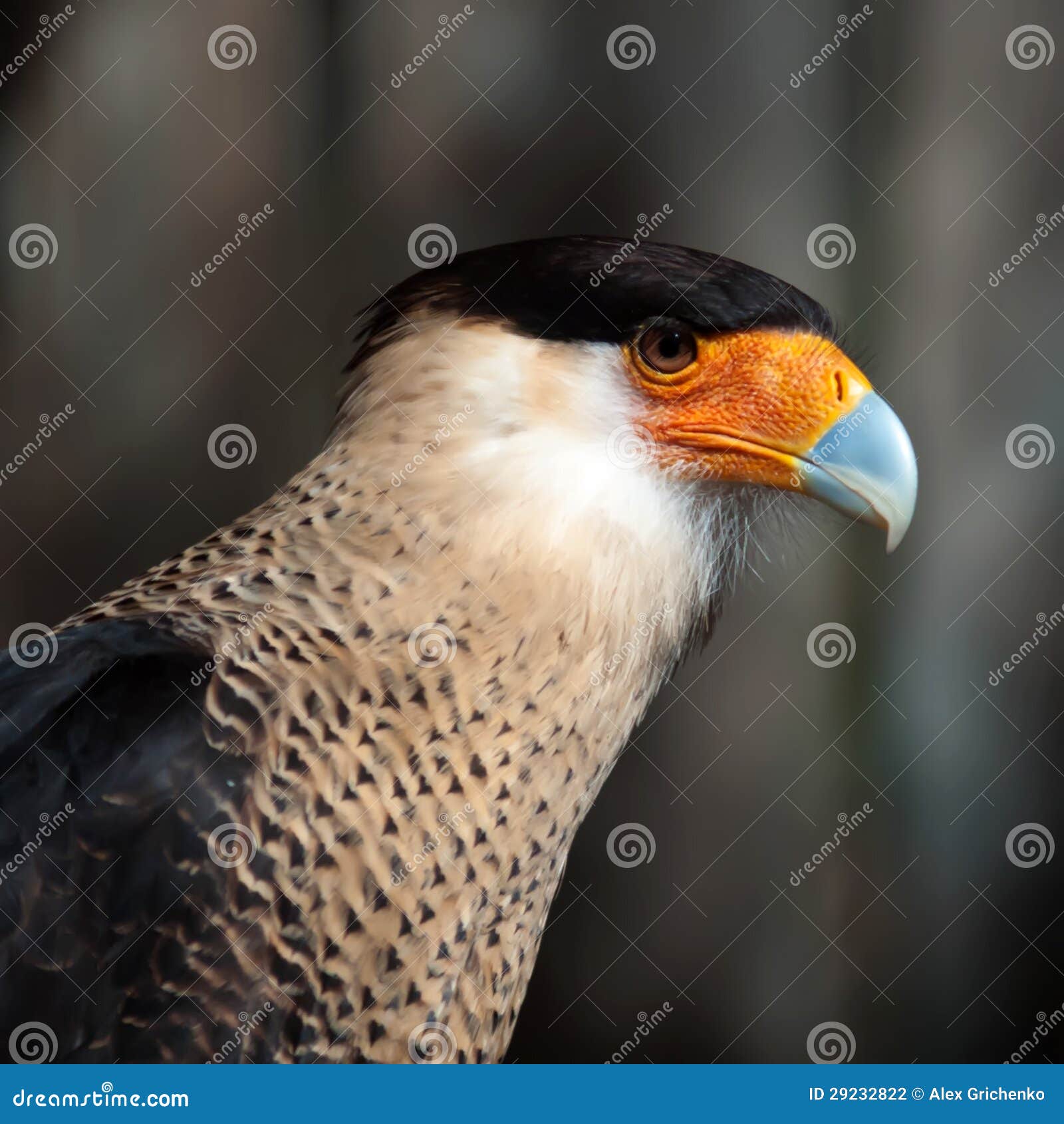 Crested caracara stock photo. Image of florida, caracara - 29232822