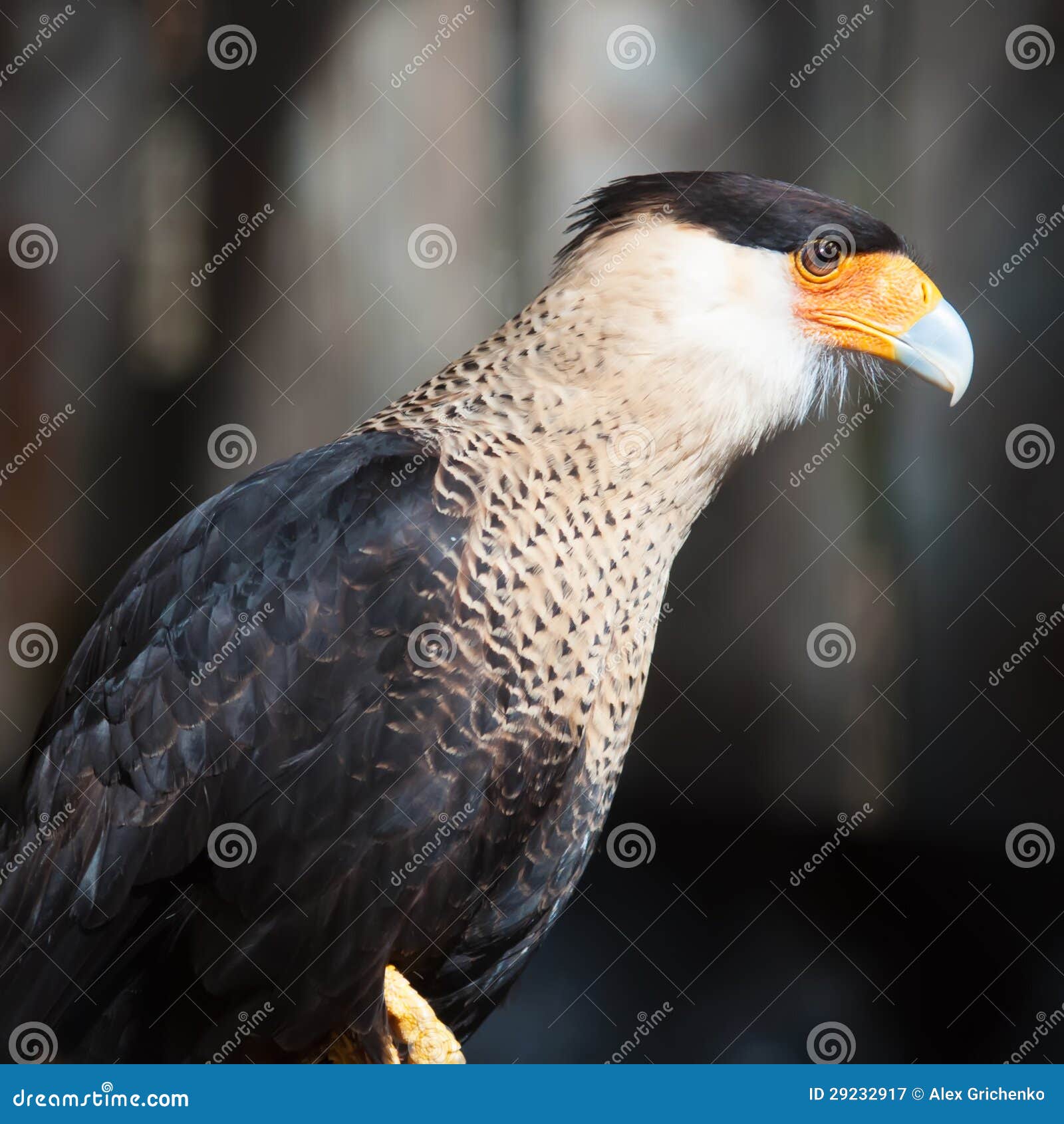 Crested caracara stock image. Image of outdoor, plancus - 29232917