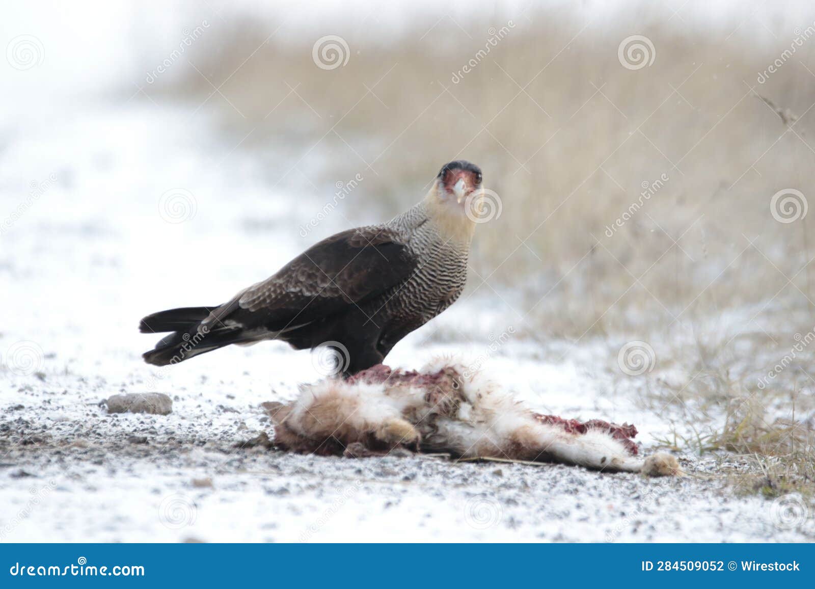 Crested Caracara Feeding on the Carcass of an Animal. Stock Photo ...