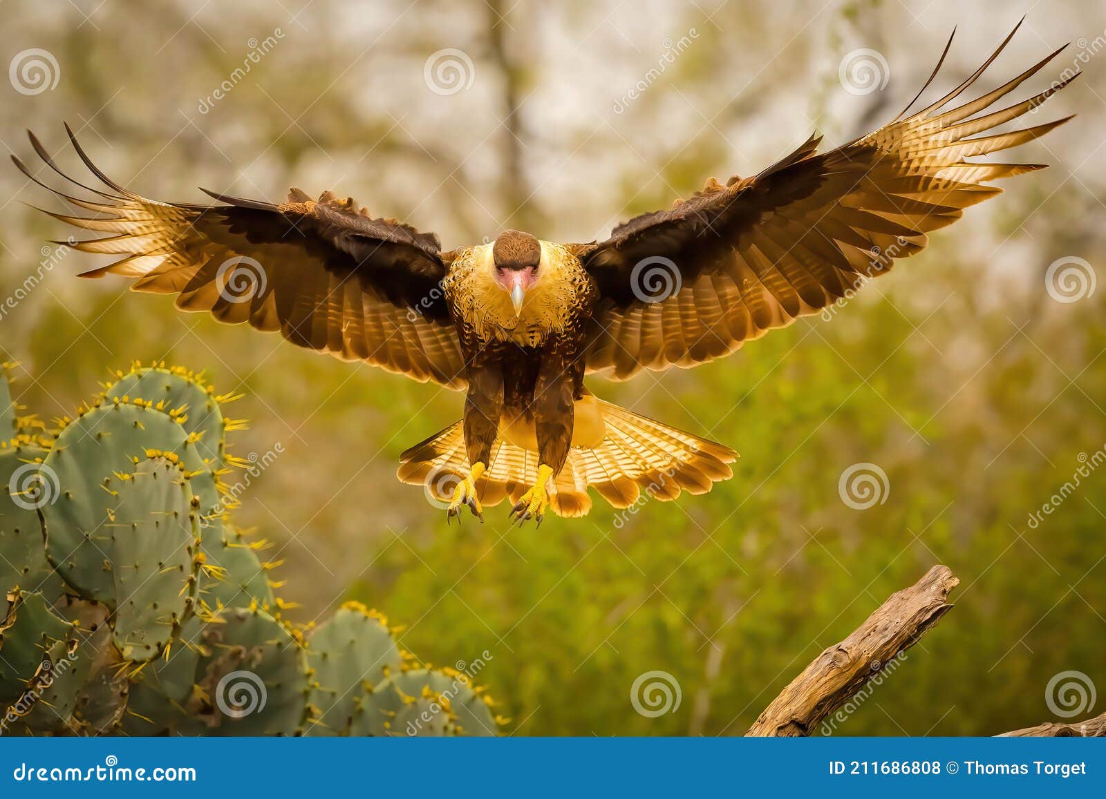 Crested Caracara Raptor Landing on Tree Limb Stock Photo - Image of ...