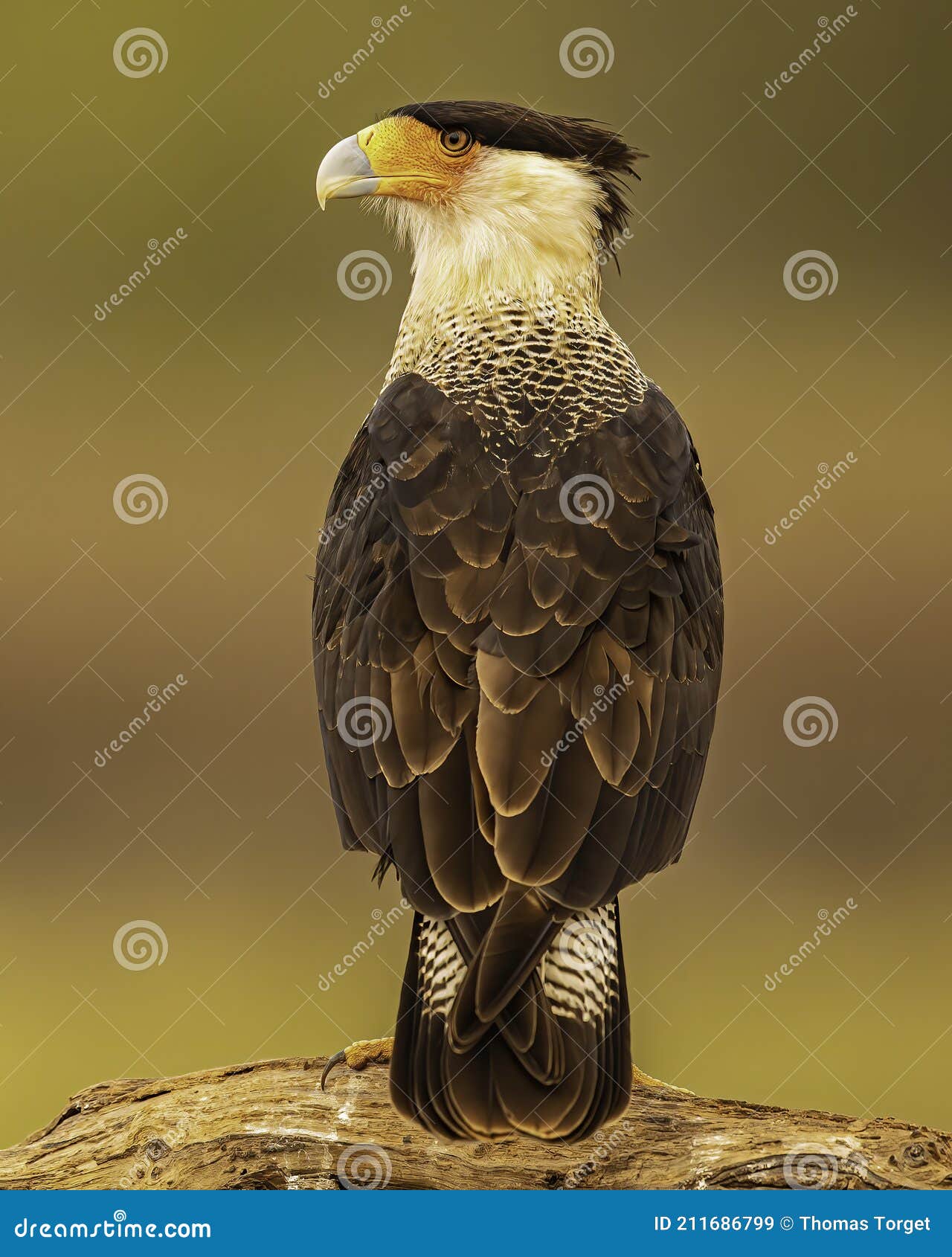 Crested Caracara Raptor Poses on Tree Limb Stock Image - Image of stump ...