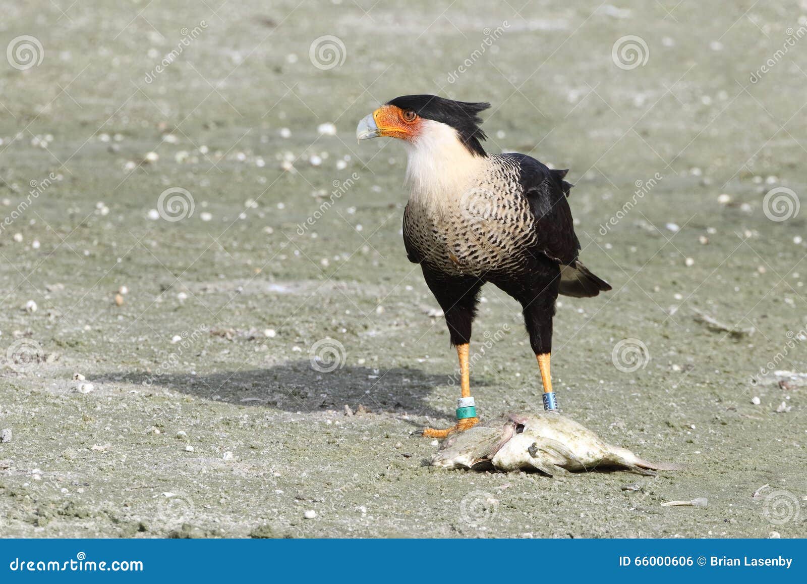 Crested Caracara Scavenging a Fish - Florida Stock Photo - Image of ...