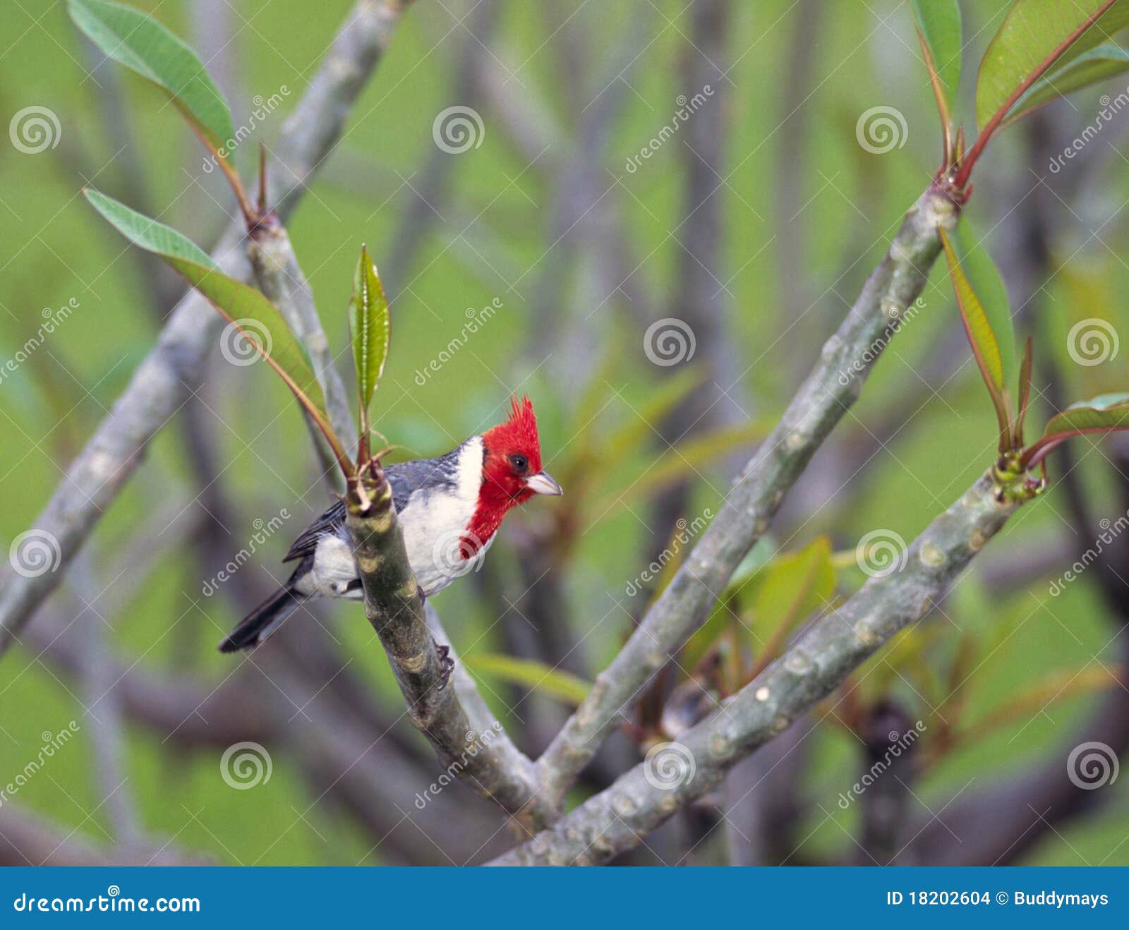 Crested cardinal, Hawaii stock photo. Image of scenic - 18202604