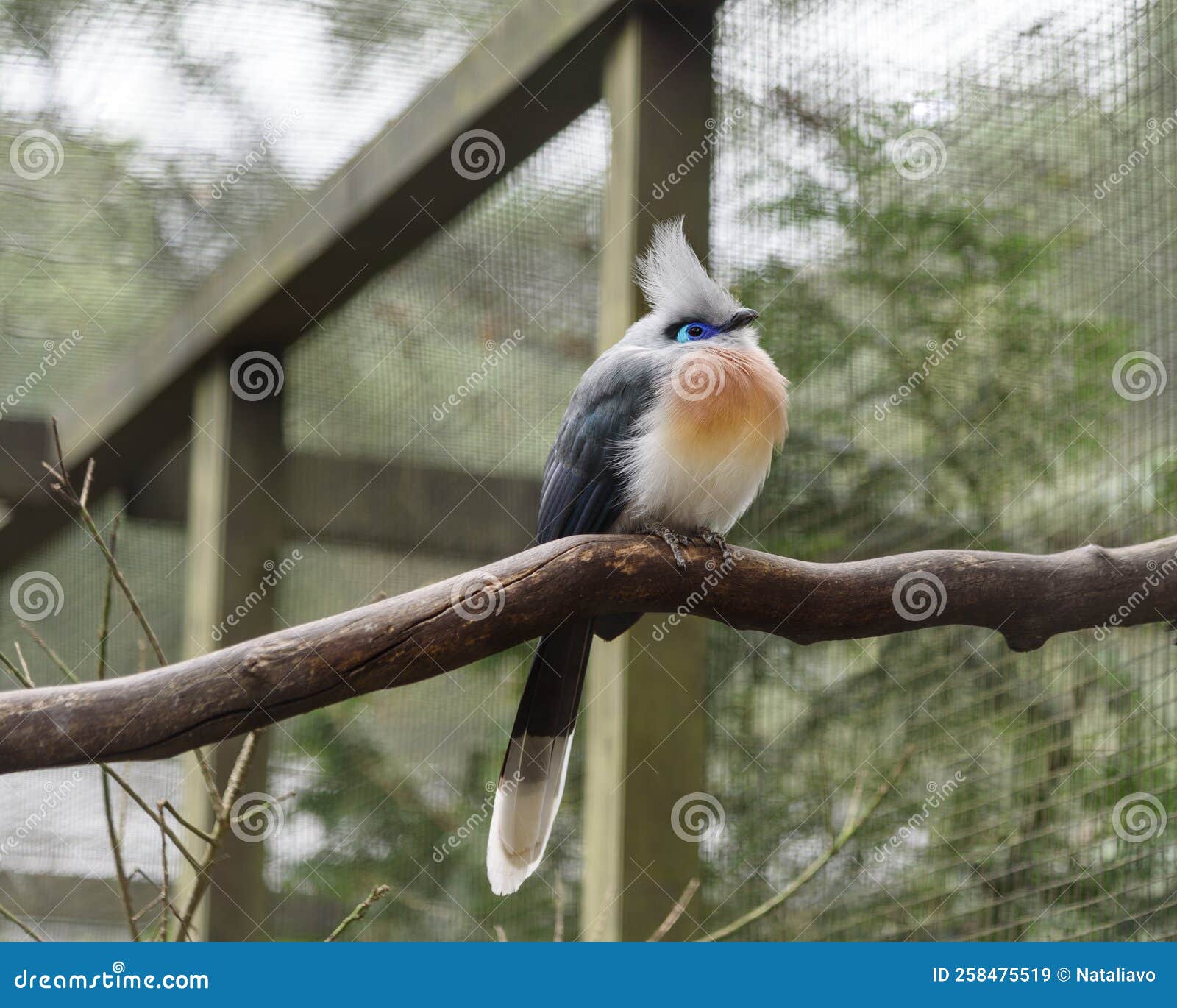Crested Coua, Coua Cristata. Bird Watching, Recreational Activity Stock ...