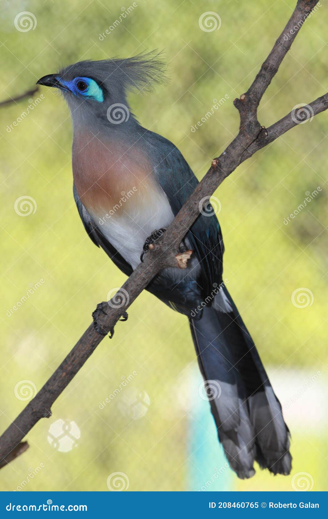 Crested Coua stock image. Image of cristata, coua, brushland - 208460765