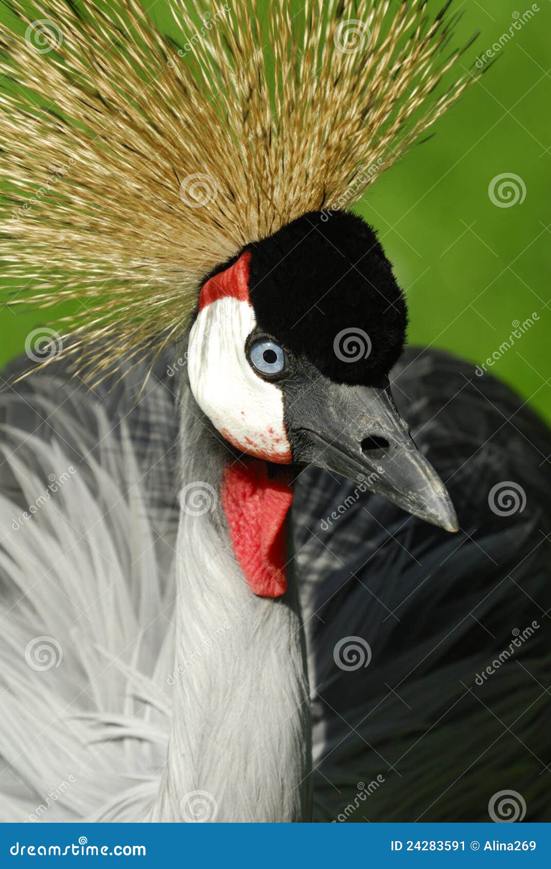 Crested Crane stock image. Image of crane, savannah, bird - 24283591