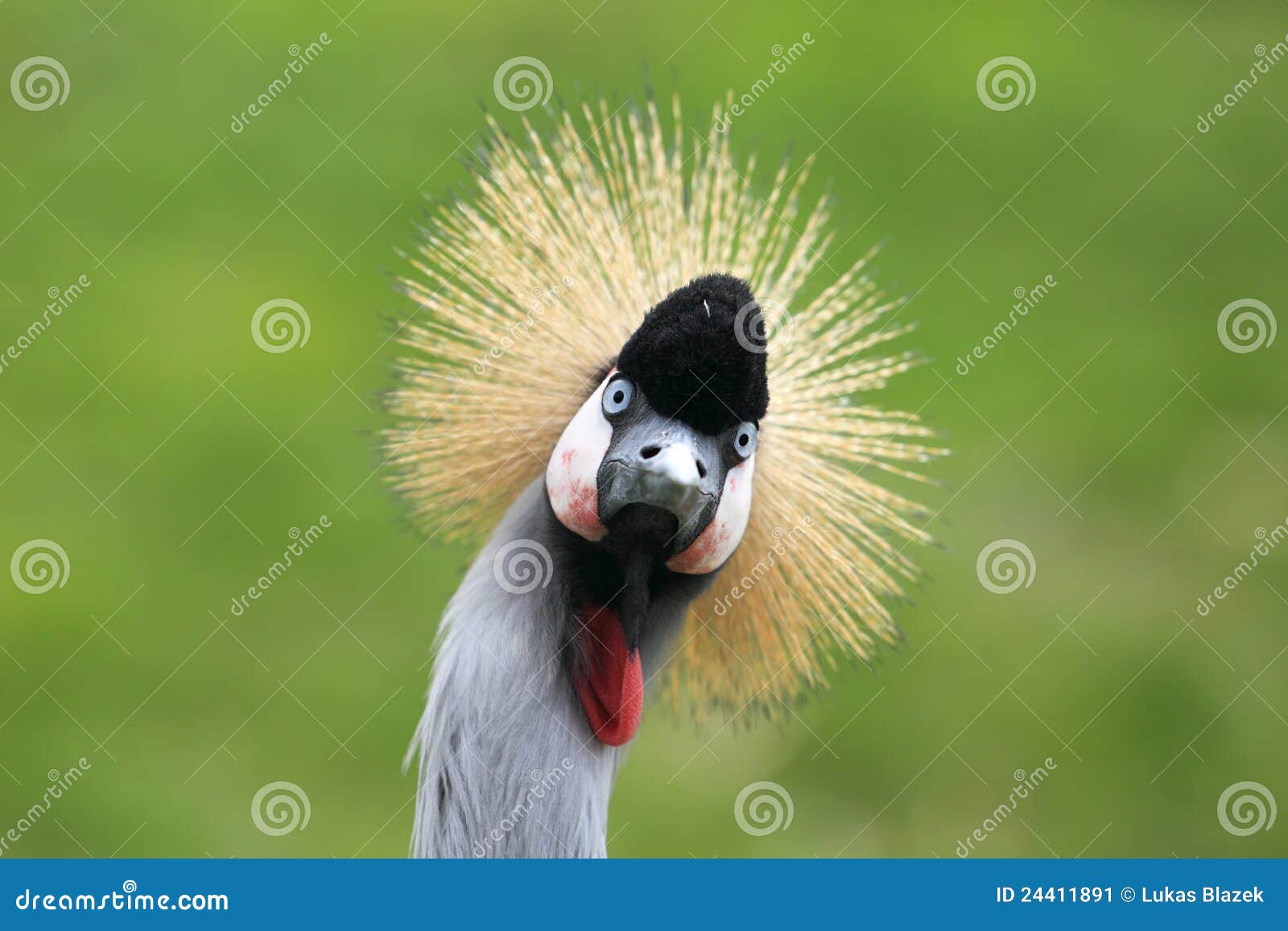 Crested crane stock image. Image of nature, crested, crest - 24411891