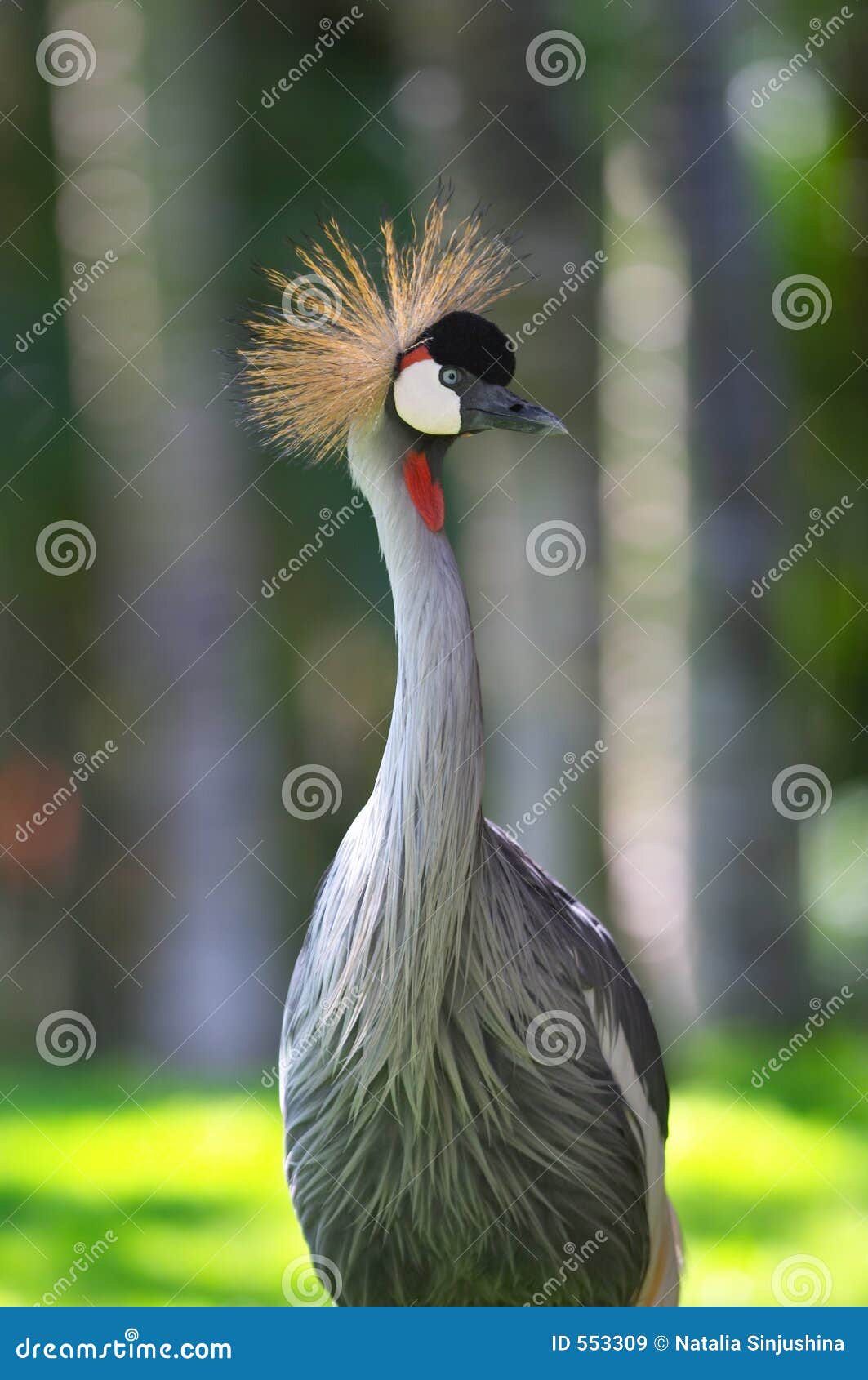Crested crane stock image. Image of animal, upright, sideways - 553309