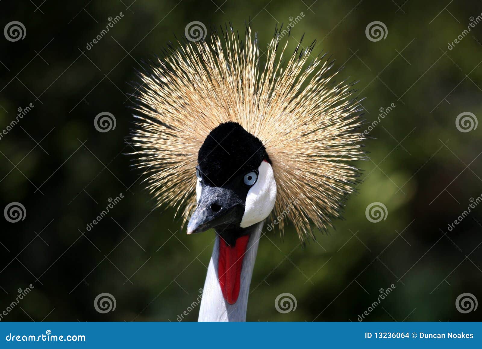 Crested Crane Bird stock photo. Image of light, blue - 13236064