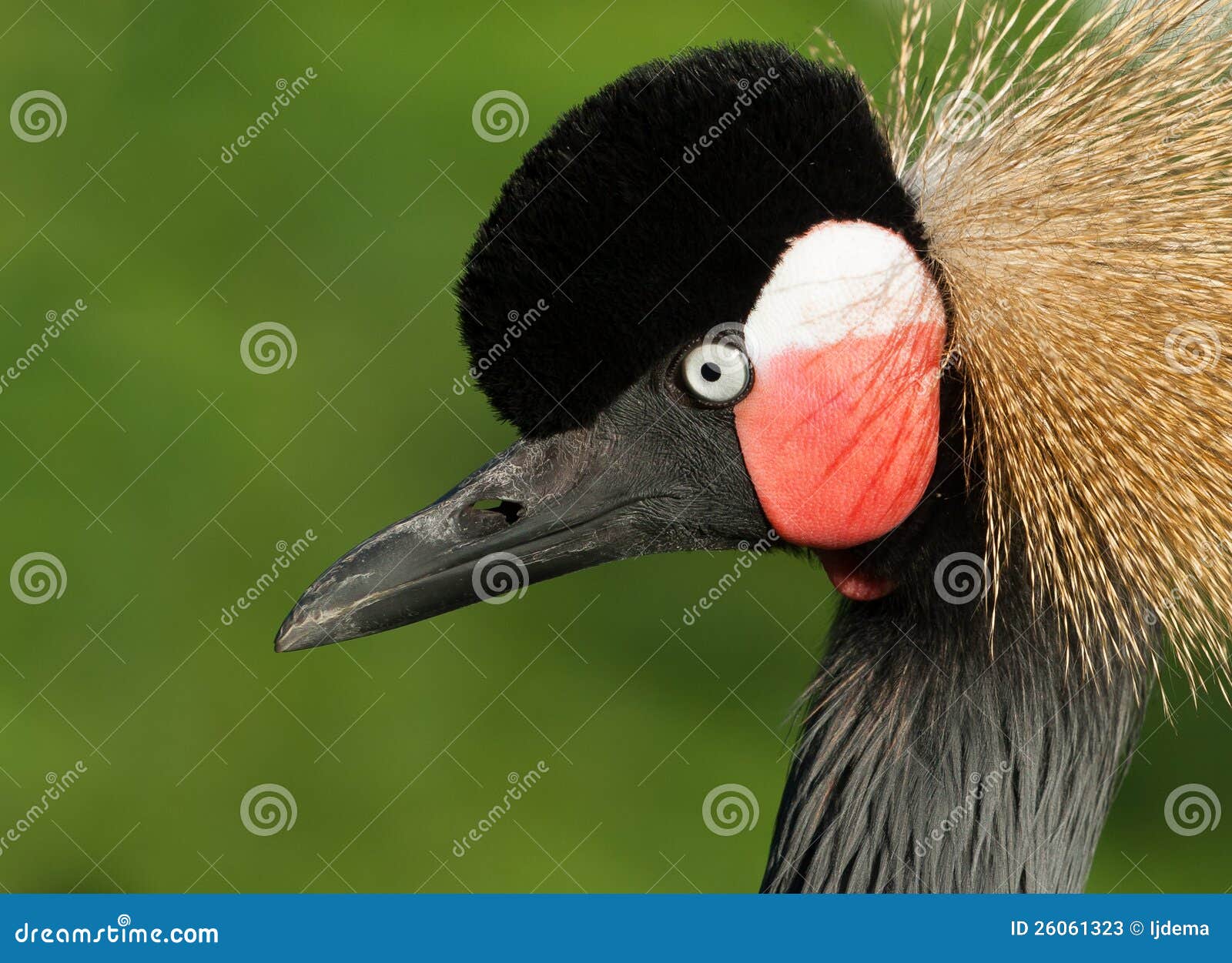 Crested Crane Portrait 2 Royalty-Free Stock Photo | CartoonDealer.com ...