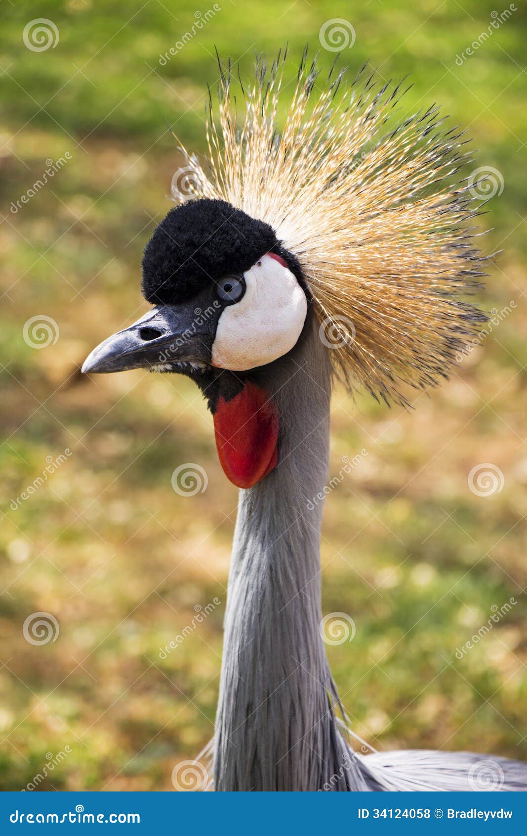Crested Crane Portrait 3 stock photo. Image of large - 34124058
