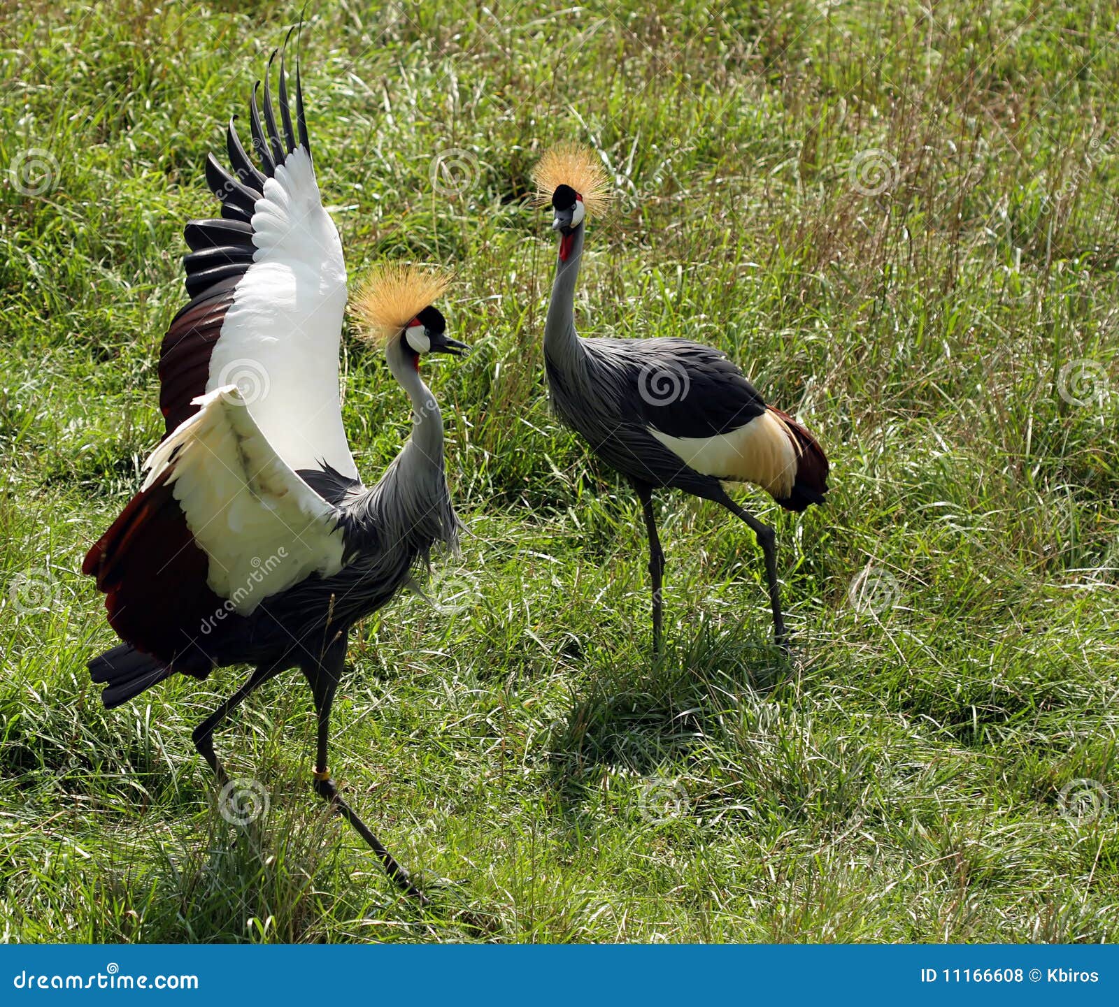 Crested Cranes stock photo. Image of african, crown, colorful - 11166608