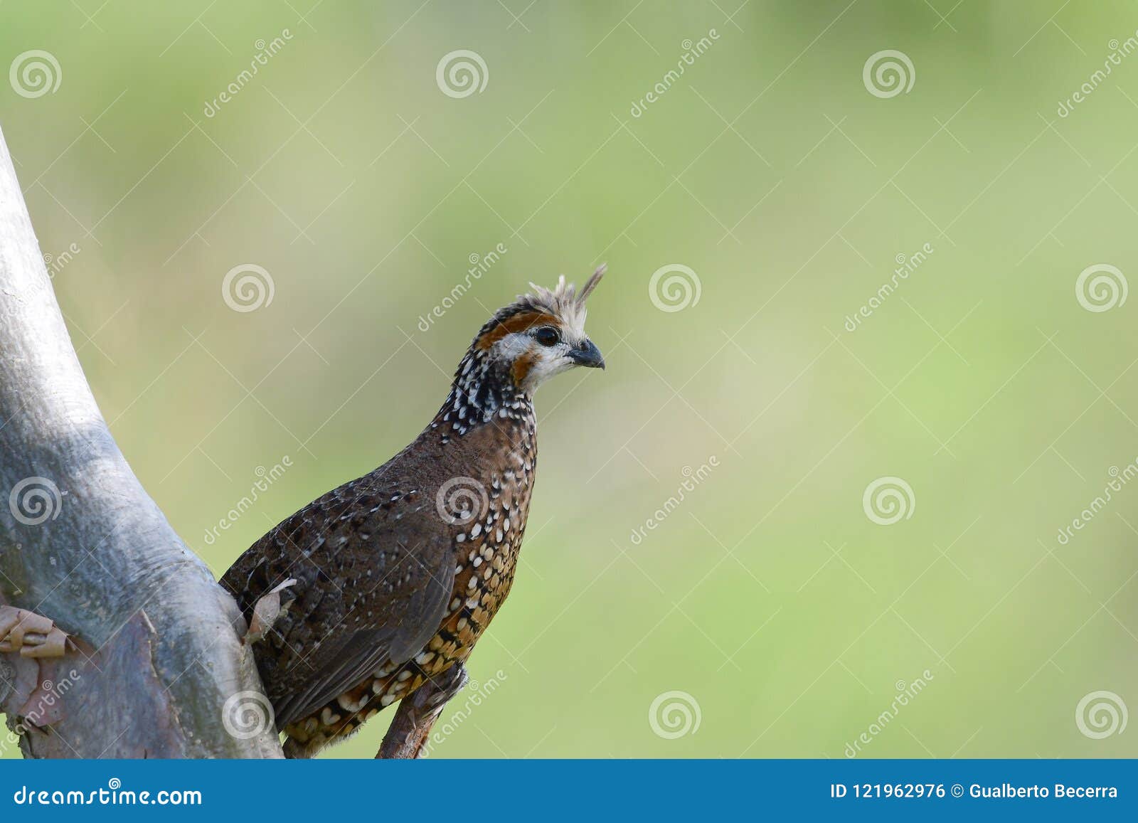 Crested Cristatus Colinus Bobwhite Стоковое Фото - изображение ...