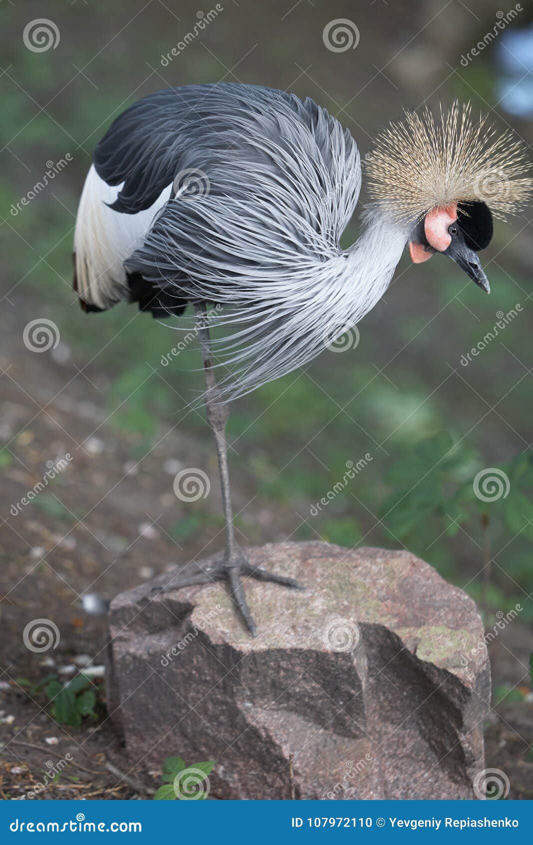 Crested Crown with Yellow Tuft Stock Photo - Image of colorful, awesome ...