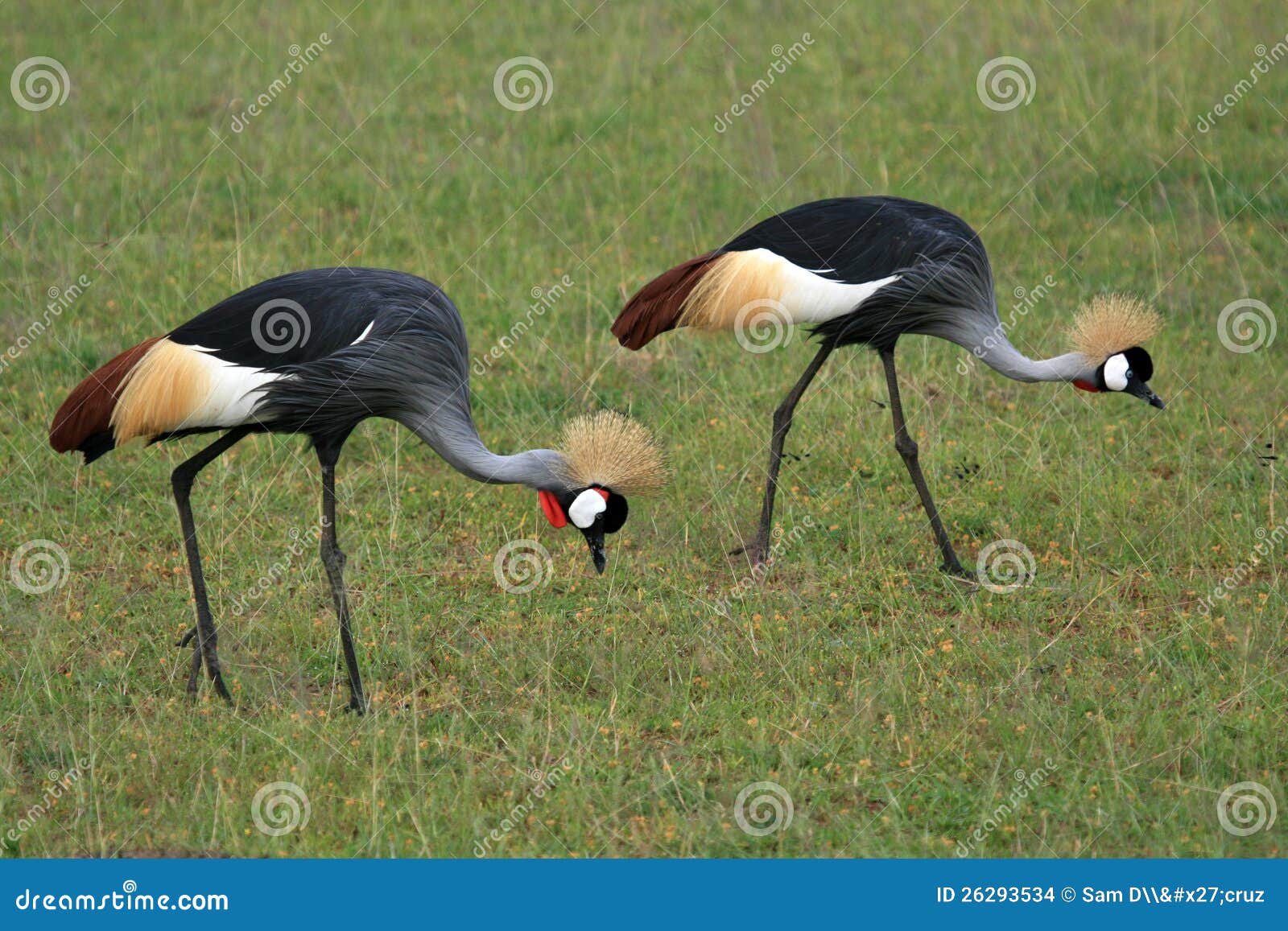 Crested / Crowned Crane, Uganda, Africa Stock Photo - Image of remote ...