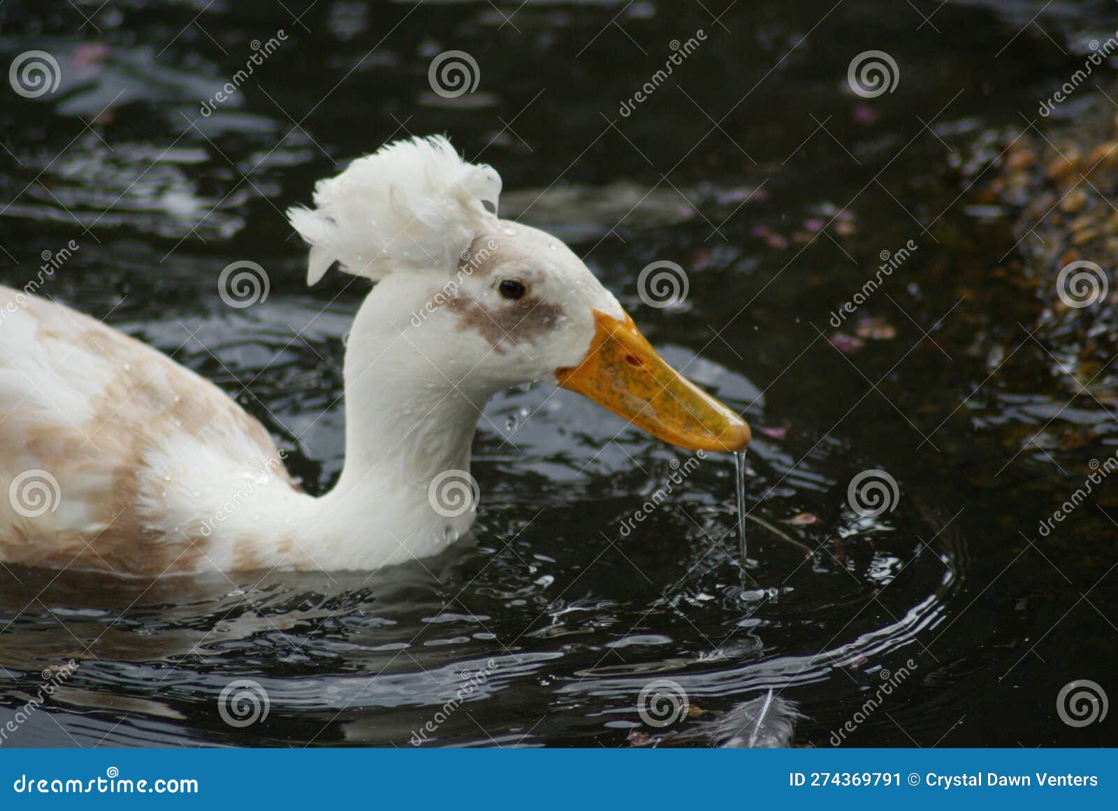Crested Duck stock image. Image of duck, birds, bill - 274369791