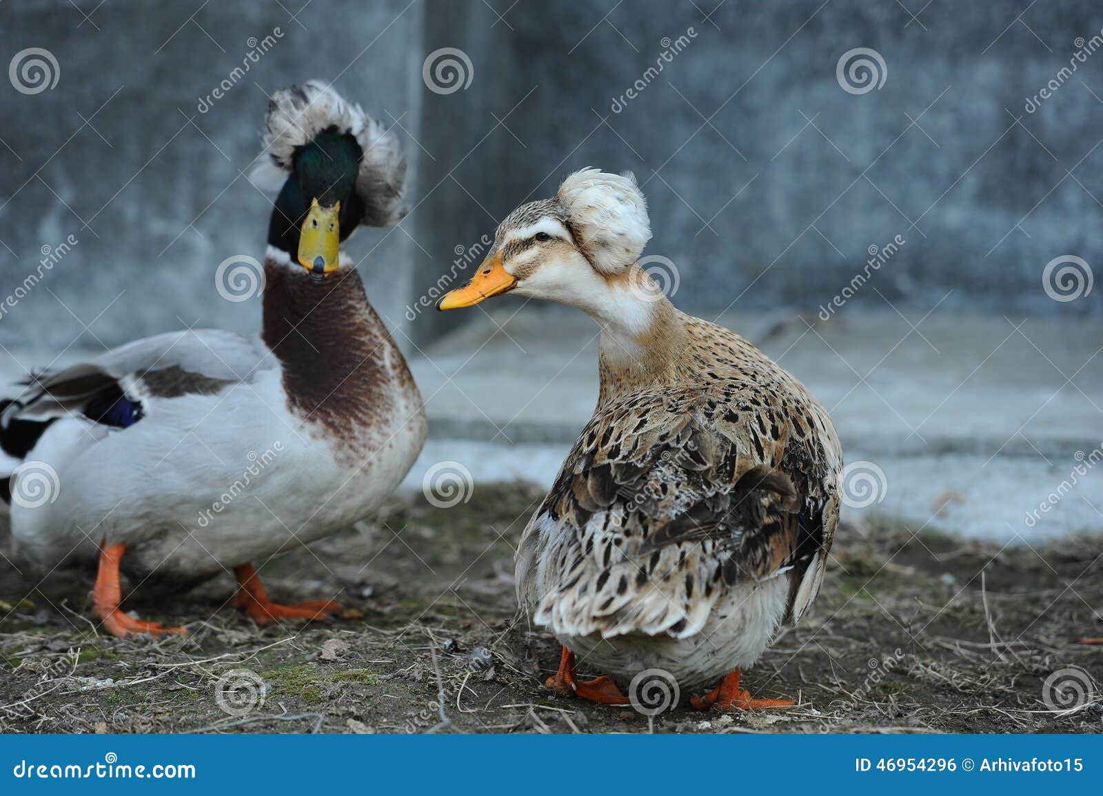 Crested duck stock photo. Image of outdoors, pekin, proud - 46954296