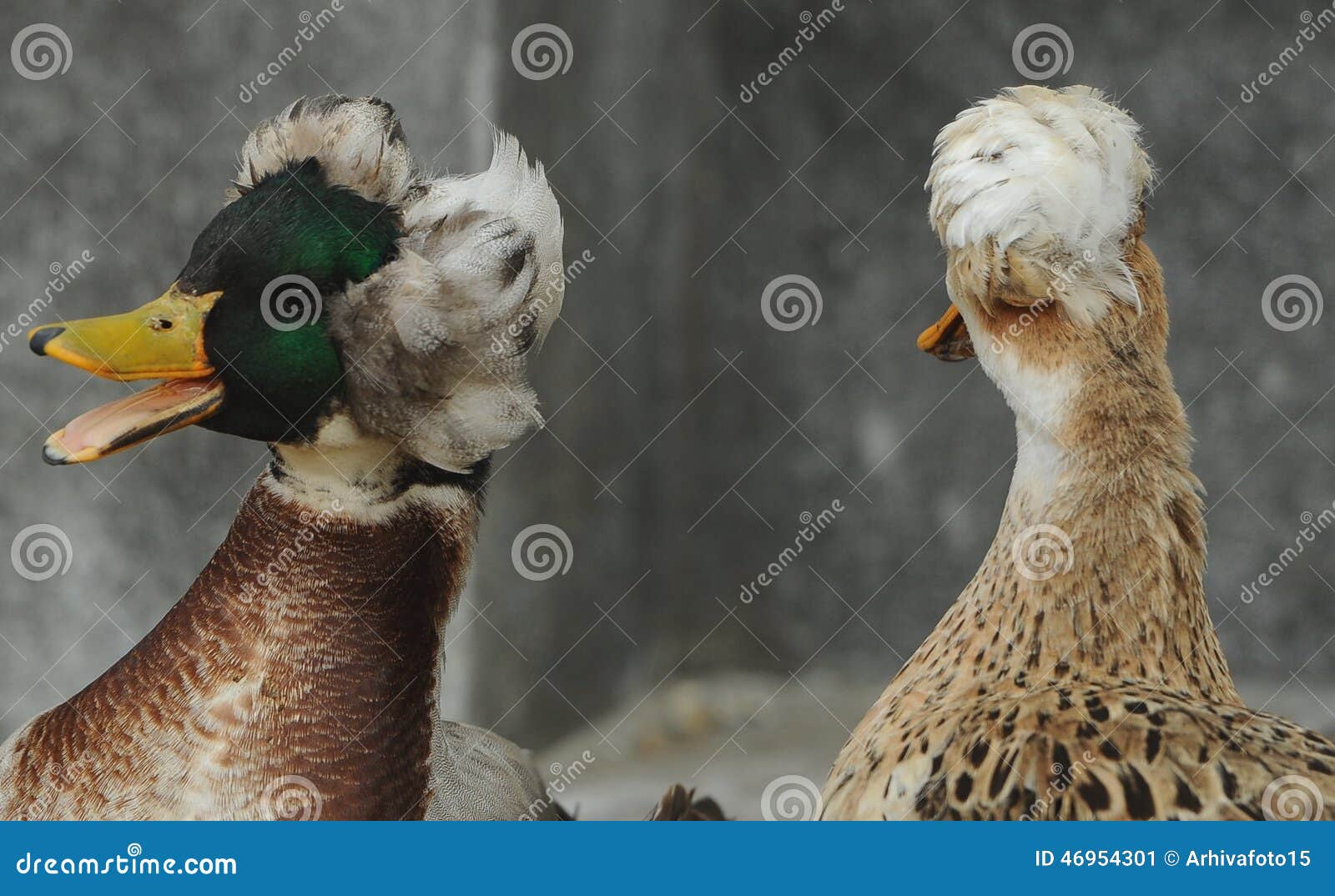 Crested duck stock image. Image of species, nature, pround - 46954301