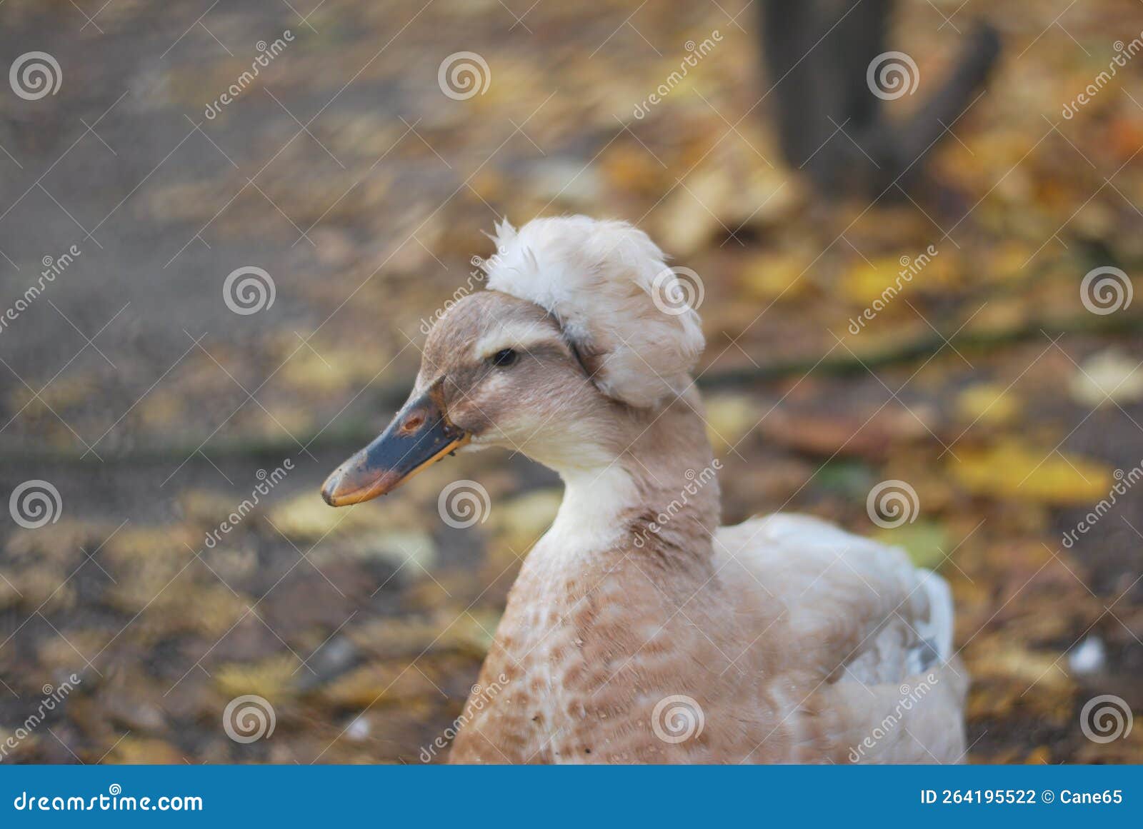 Crested duck stock photo. Image of farmyard, landente - 264195522