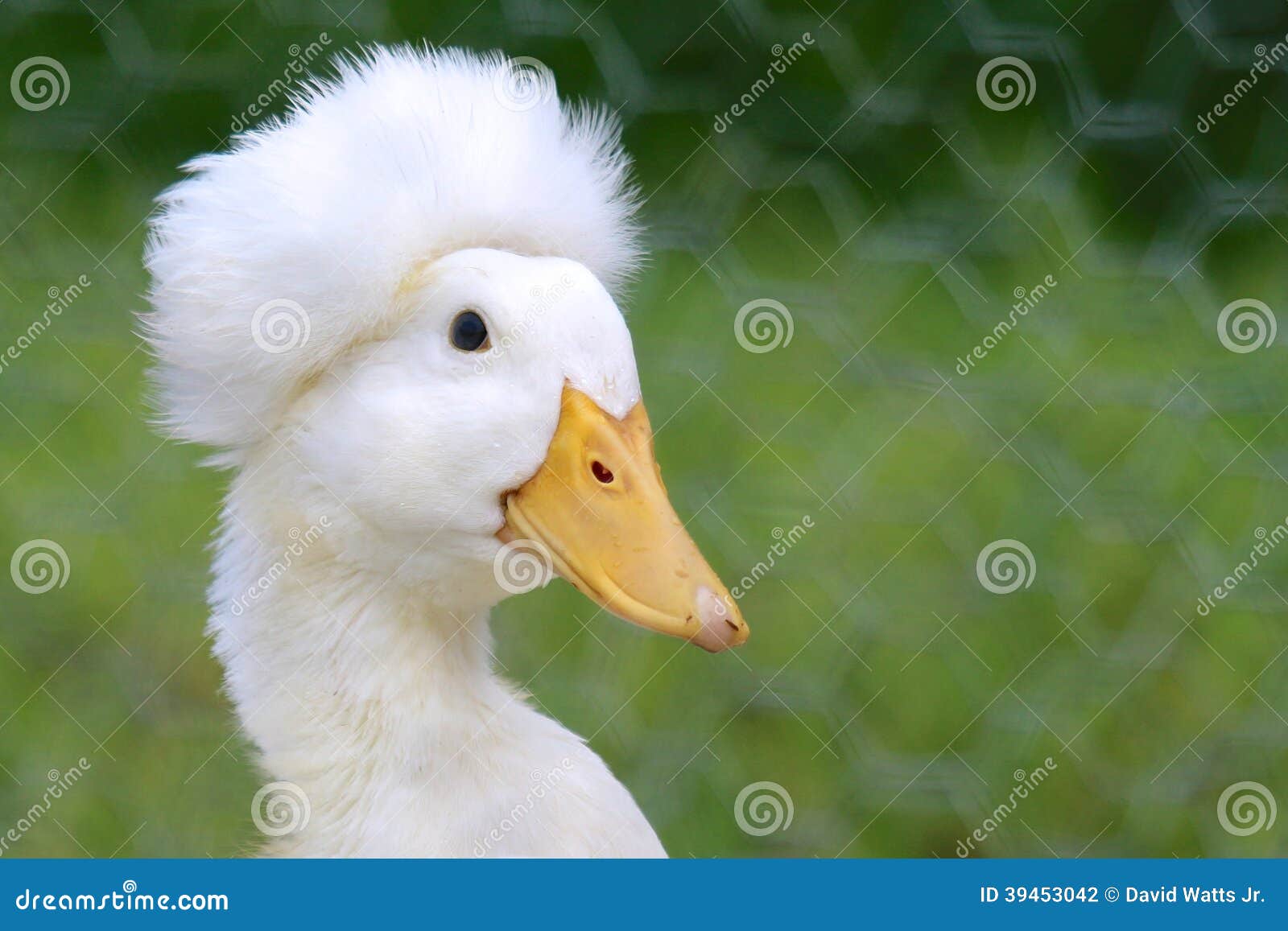 Crested Duck stock photo. Image of yellow, farm, duck - 39453042