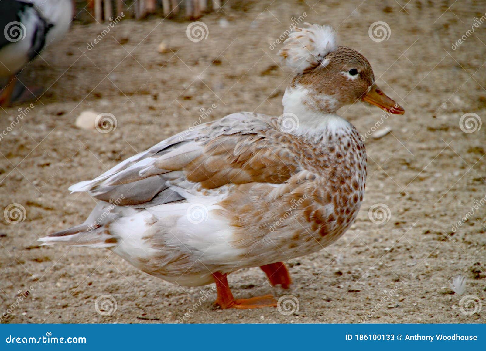 Crested Duck Waddles Along the Sand Stock Image - Image of baby ...
