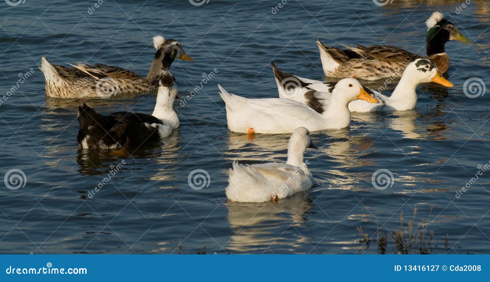 Crested Ducks stock image. Image of ecological, animals - 13416127