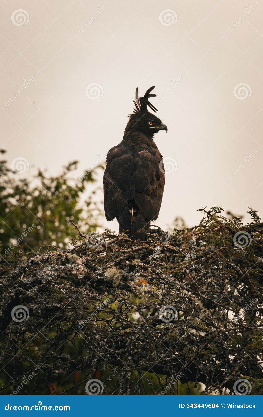Crested Eagle Perched in Akagera National Park, Rwanda, Stock Photo ...