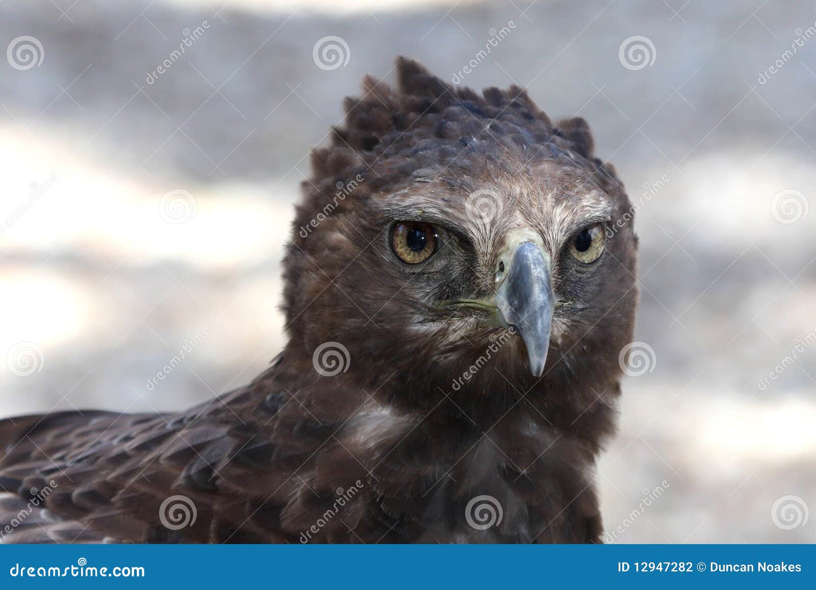 Crested Eagle Raptor stock photo. Image of nature, object - 12947282
